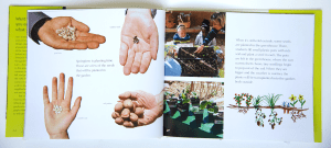 It’s Our Garden: From Seeds to Harvest in a School Garden | George ...